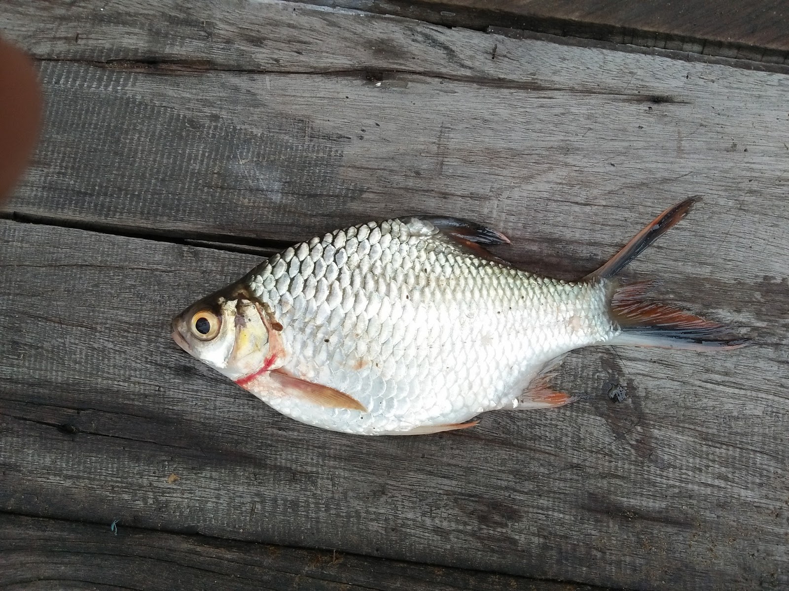 MUSLIM HOMEPAGE: Ikan Lampam (Barbonymus schwanenfeldii)