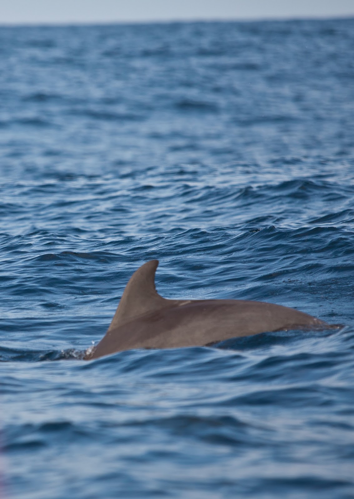 My Purple World : Dolphins at Kiluan Bay, Tanggamus, Lampung