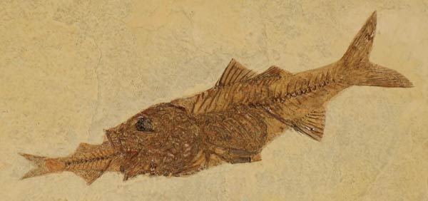 Homo sapiens publikacje: Kolumna geologiczna ? Fałszerstwo