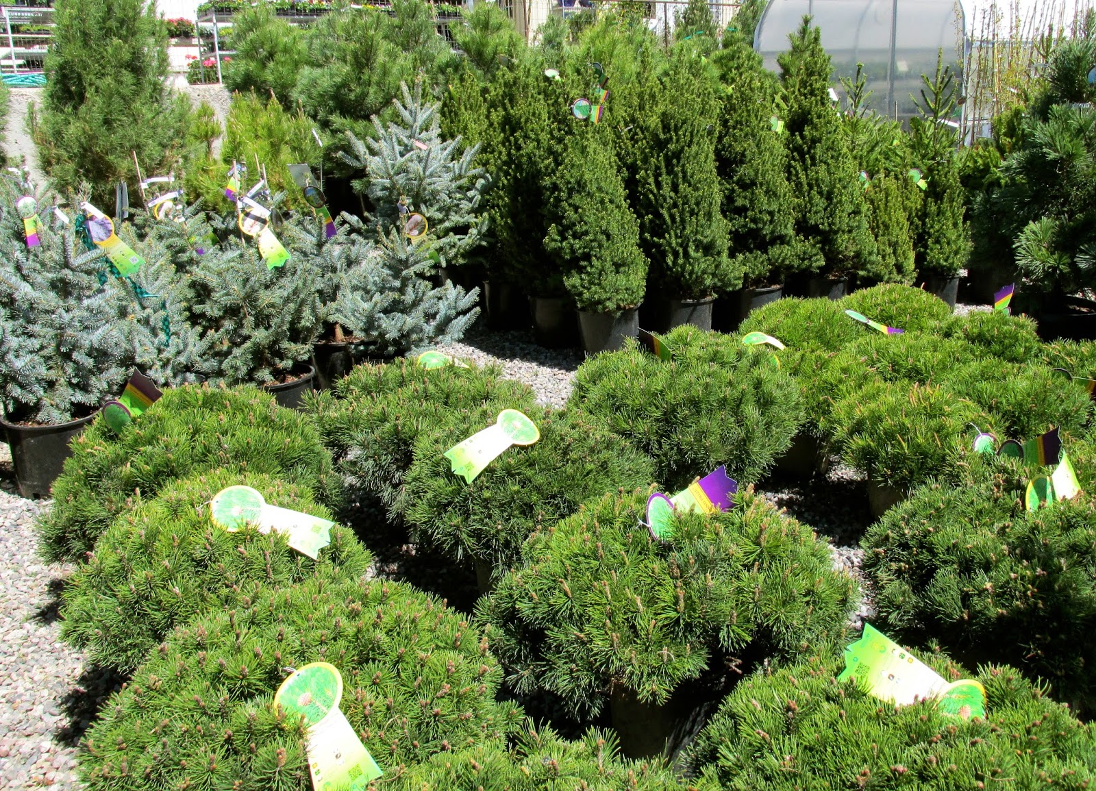 Silver Heights Nursery: Evergreens and Very Cool Stuff
