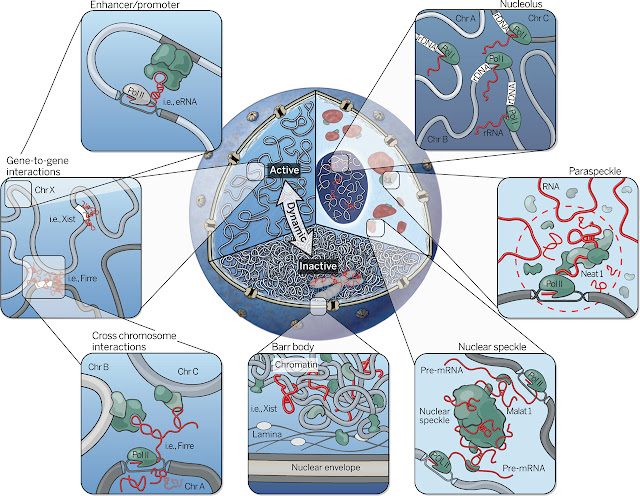 The Nuclear Architecture
