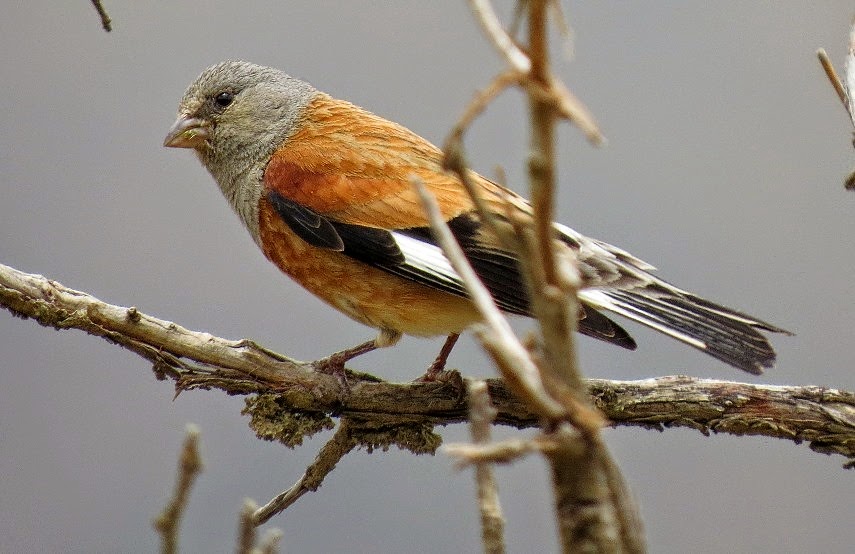 Birding for a Lark: Raydah in May