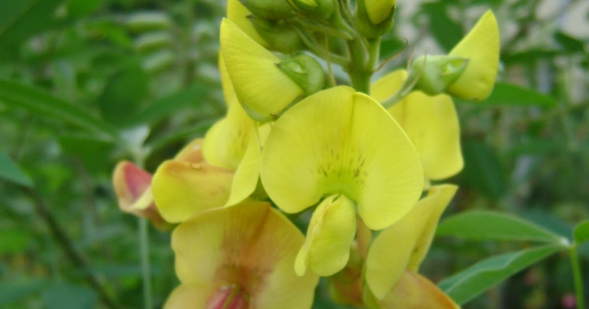 Fabaceae - Leguminosae no Brasil: Fabaceae - Crotalaria micans Link ...