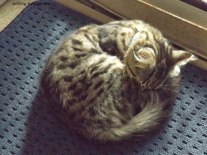 the cat sat on the mat