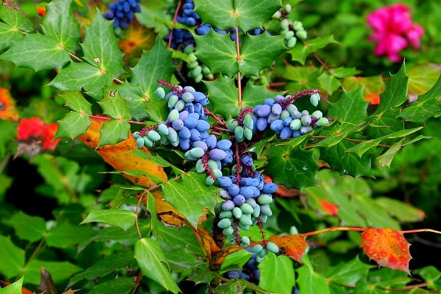 Oregon Grape Root Tea Benefits ~ Healthy Tea 101