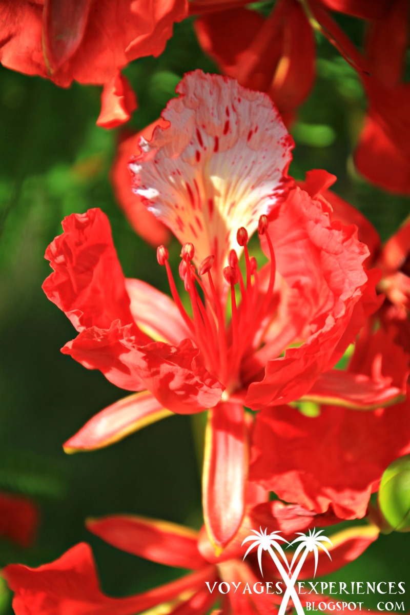 Voyages et Expériences : Les couleurs de l'île Maurice, le ROUGE
