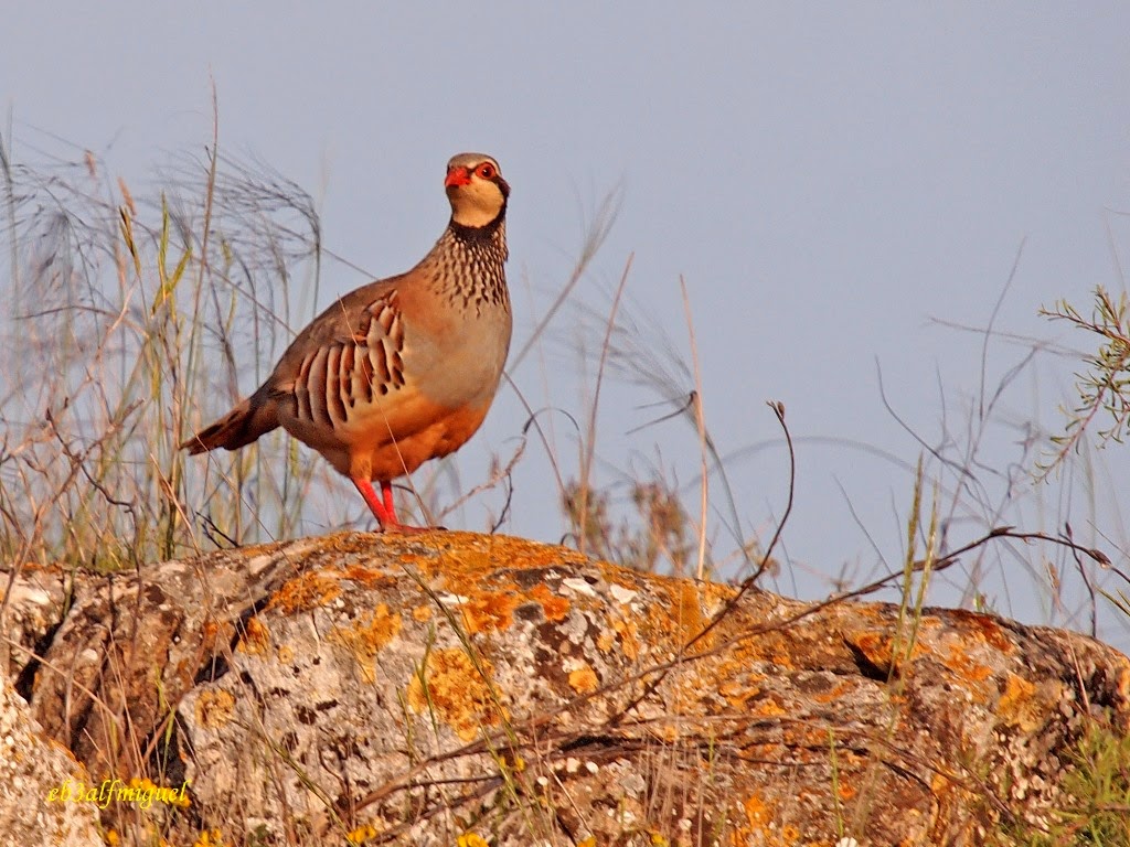 Miguel fotografia: Perdiz roja (Alectoris rufa)