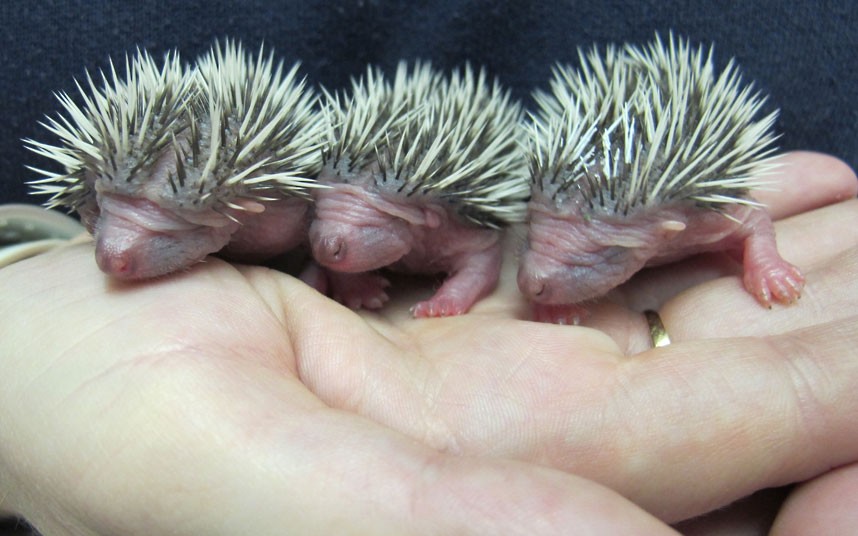 Amazing World: The Cutest Baby Hedgehogs