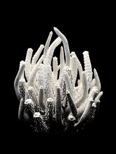 Tzuri gueta | CURIOSITE