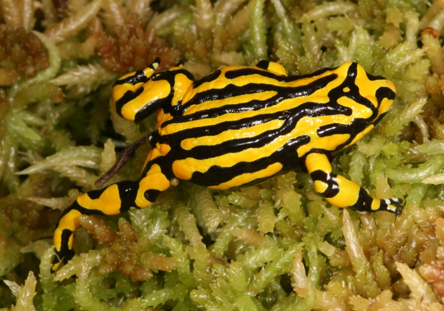 Corroboree Frog