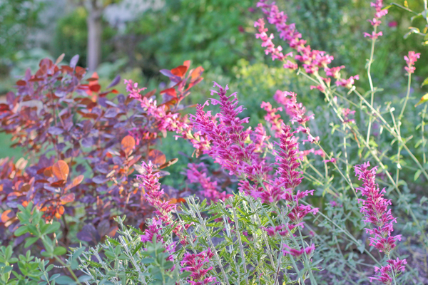 VW Garden: Hummingbird Mint: Agastache 'Ava'