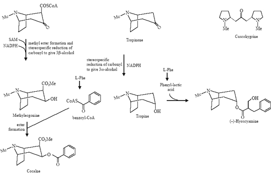 Alkaloids Derived from Ornithine