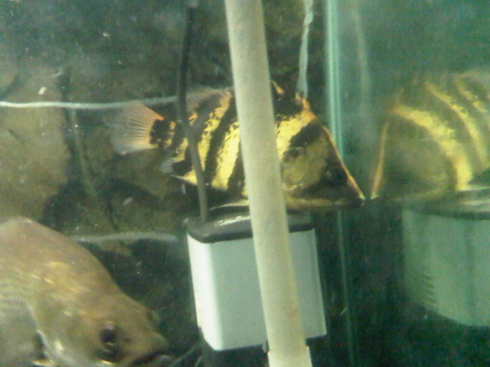 The Beauty of Underwater: Tigerfish aka Datnoid aka Datz