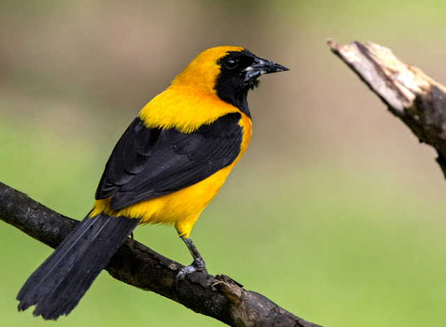 Bellas Aves de El Salvador: Icterus chrysater (chiltota de espalda ...