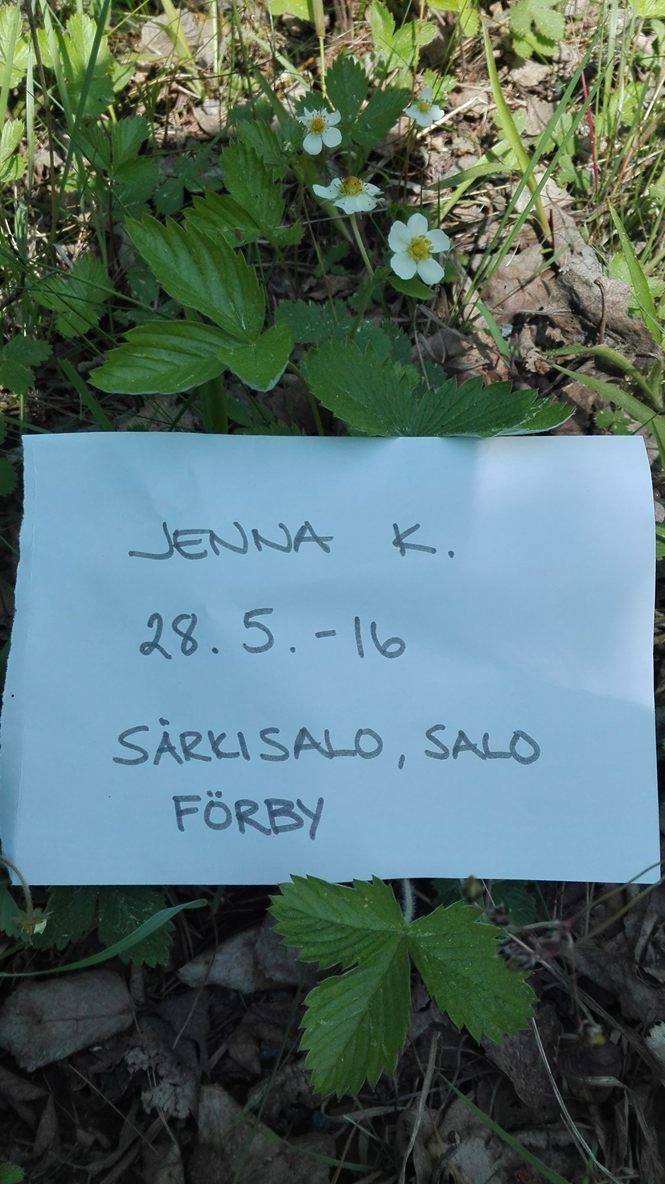 Jennan kasvio: Ahomansikka & Aho-orvokki