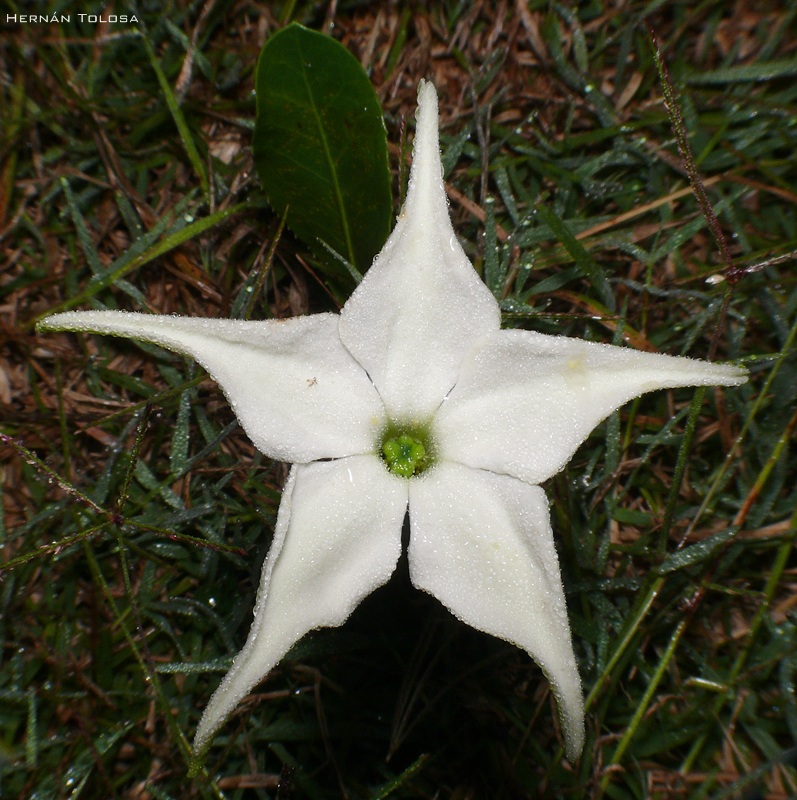 Flora Bonaerense: Flor de sapo (Jaborosa integrifolia)