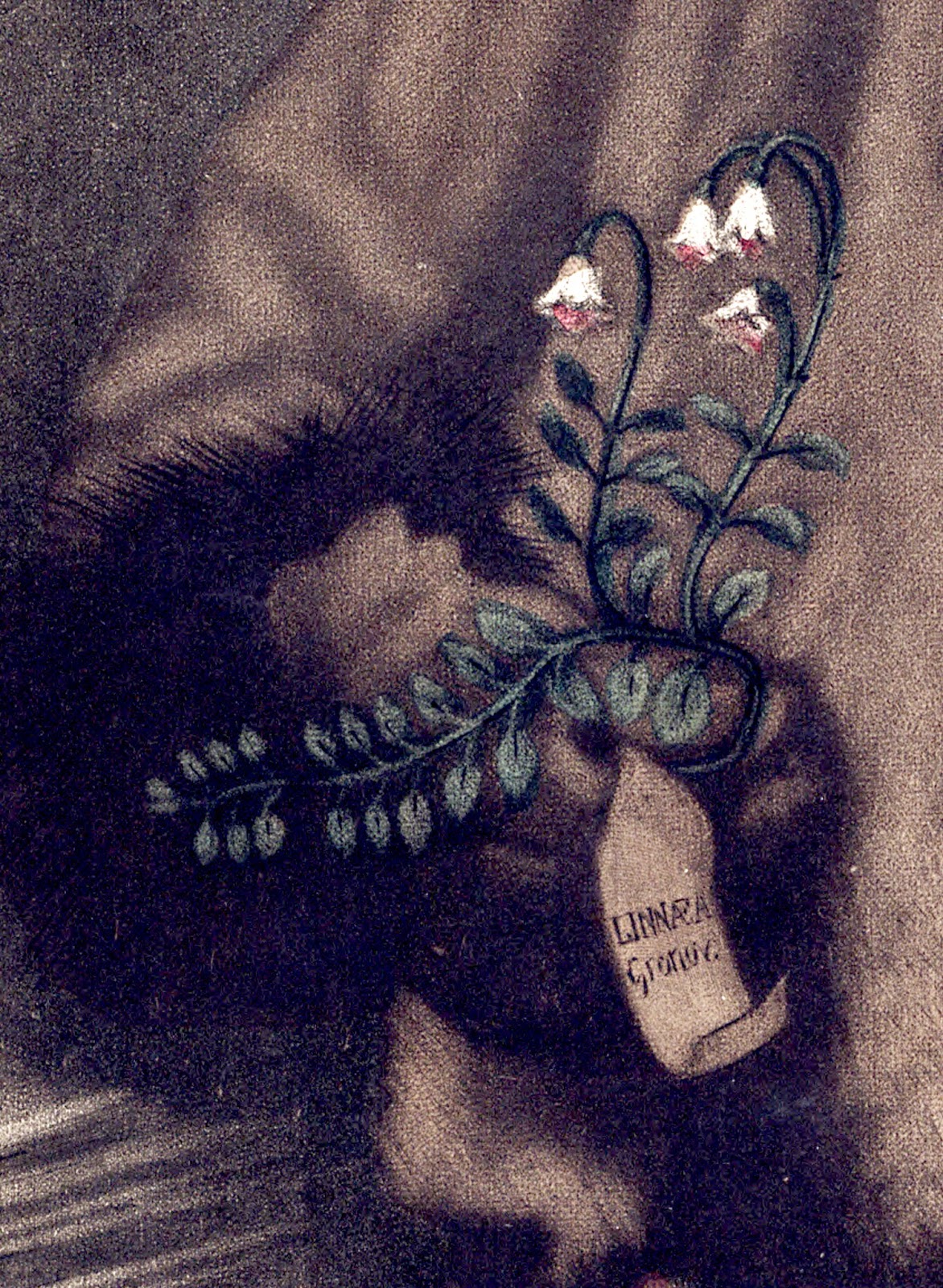 The Portrait Gallery: Linnæus