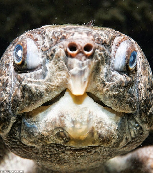 Conozca a los animales más "raros y feos" en peligro de extinción... y ...