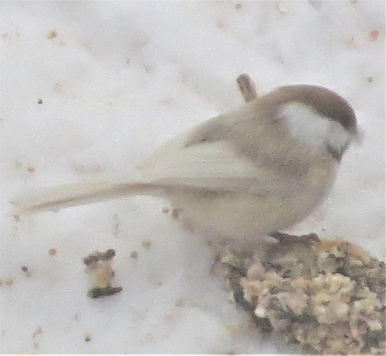 Laura's Birding Blog: Abnormal Plumage, Part II: Leucistic Birds