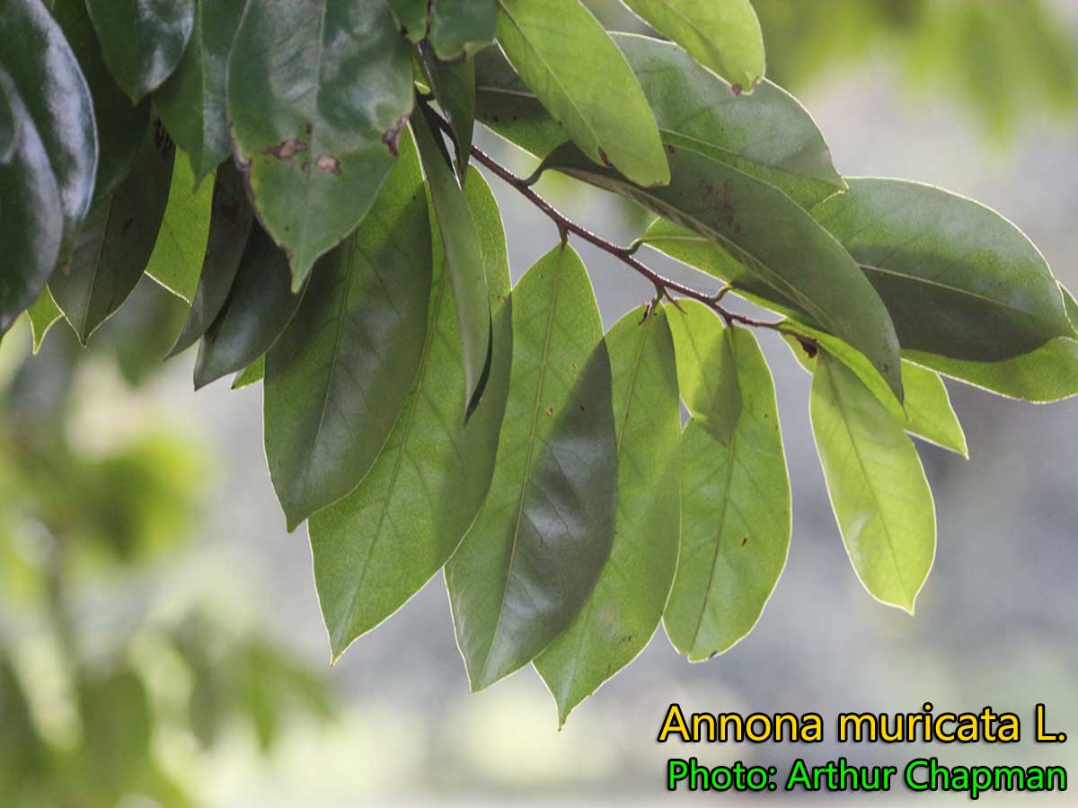 Medicinal Plants: Annona muricata