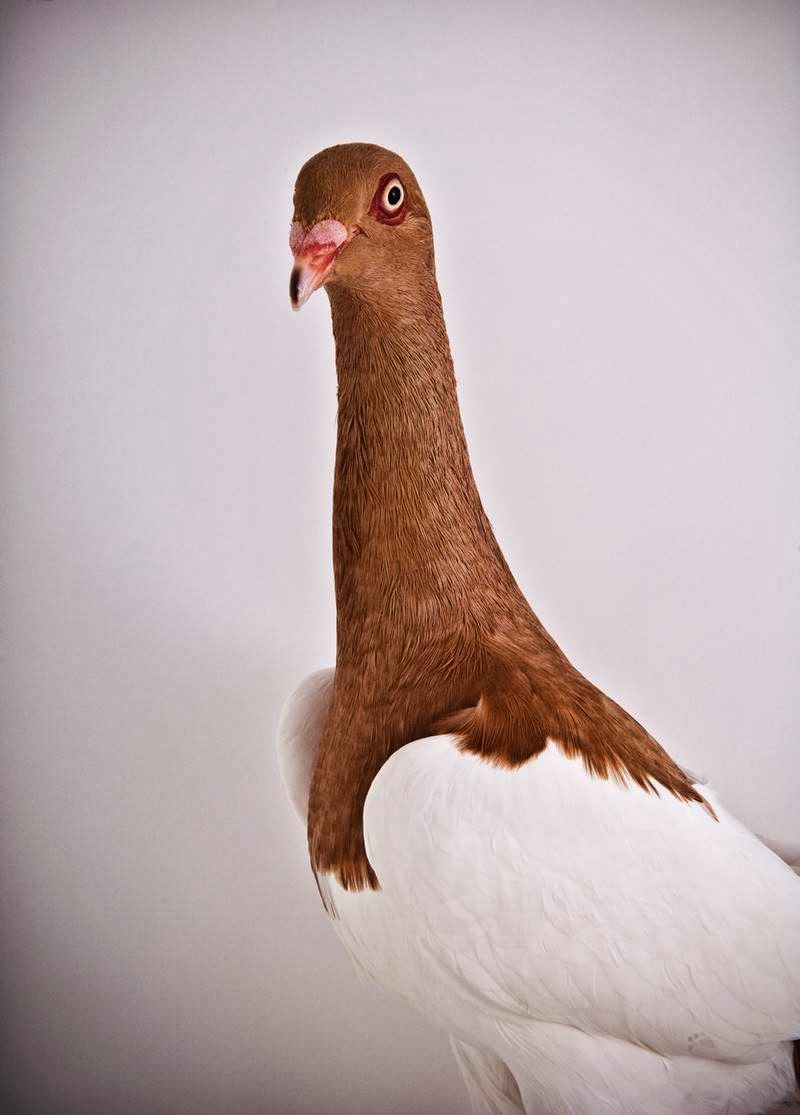 Darwin’s Pigeons | Photographs by Richard Bailey