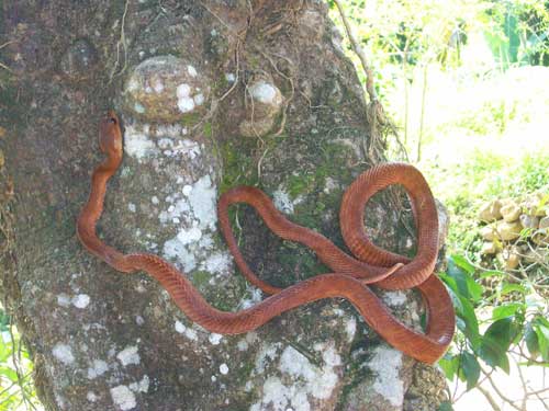 HiruSandu Gossip: මාතර සර්ප විමනක්