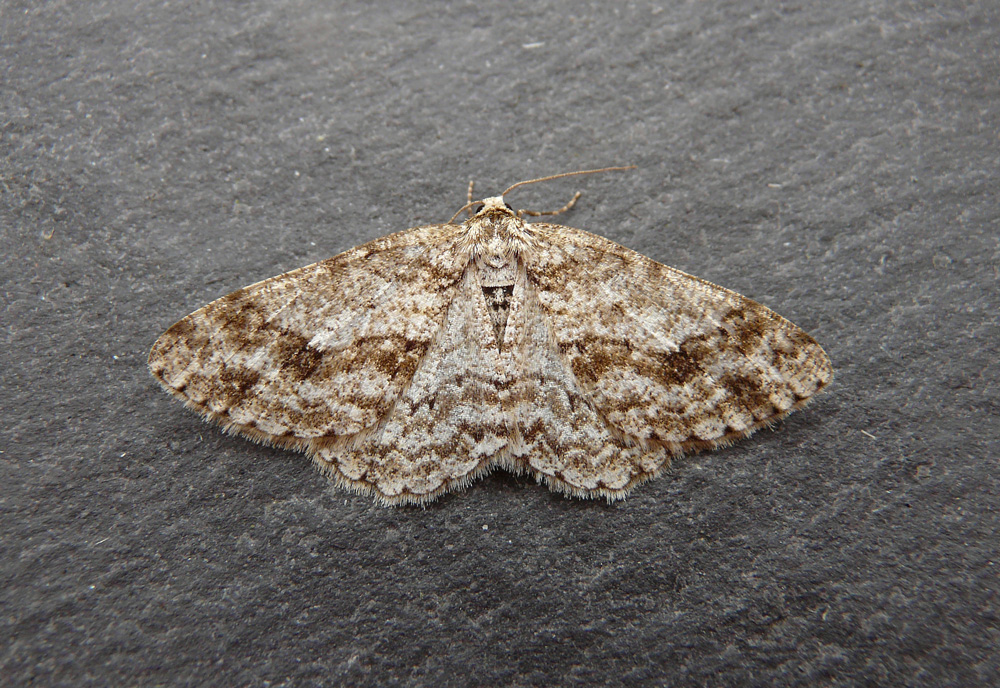 The Orthosia Enthusiast: Scottish Moths...