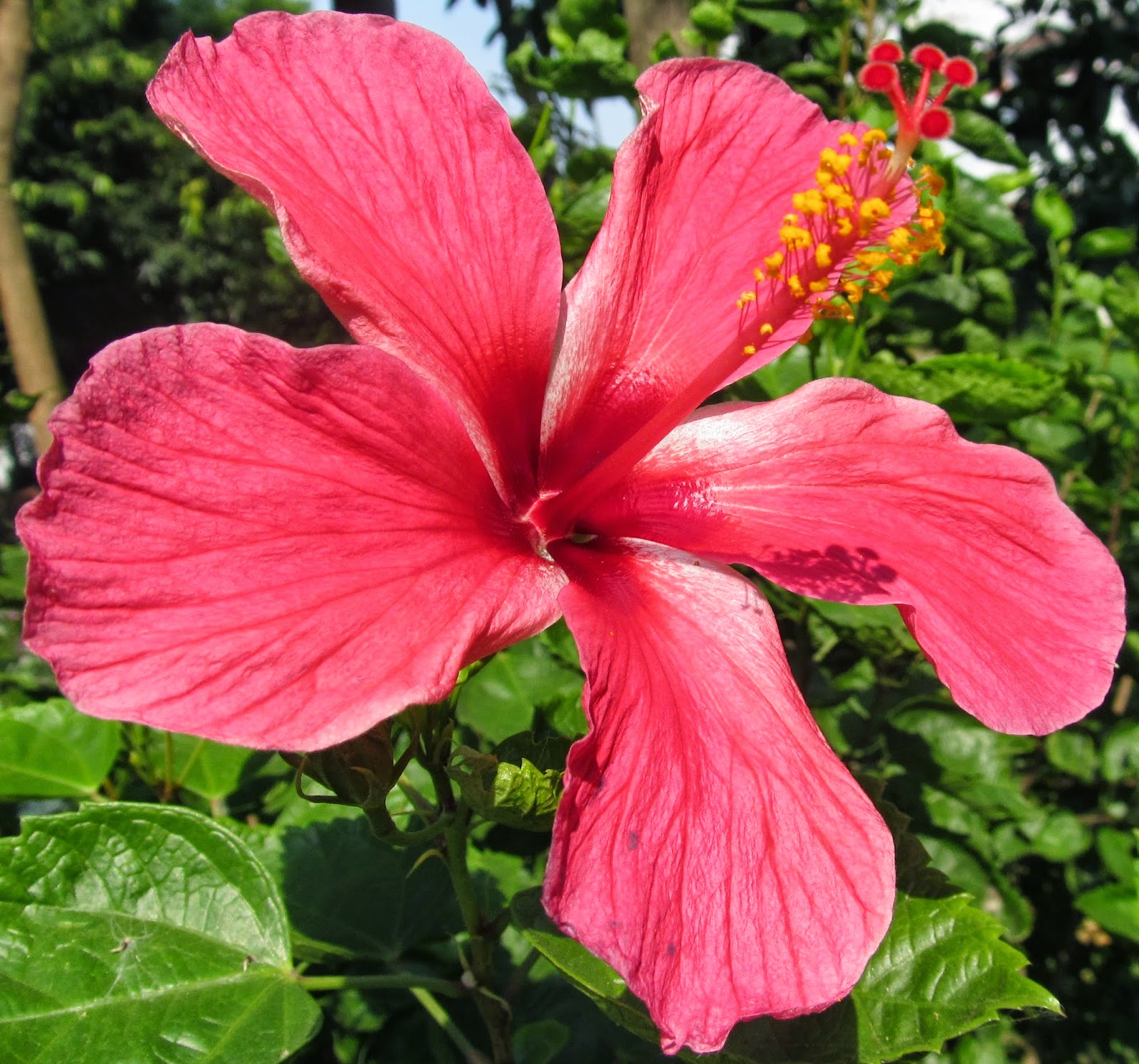 NATURAL & UNIQUE PHOTOGRAPHY: BEAUTIFUL CHINA ROSE OR ARHUL FLOWER