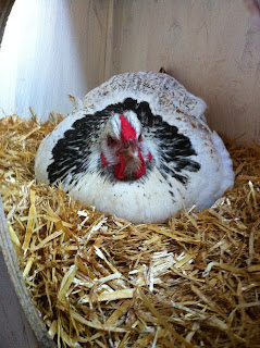 Urban Veggies and more