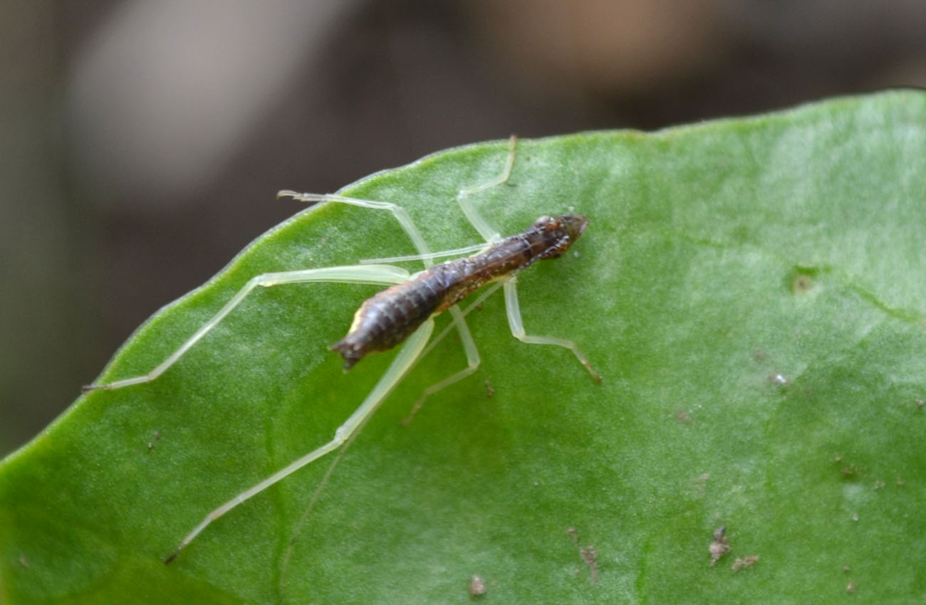 Woods Walks and Wildlife: Really Weird (and Less Weird) Bugs