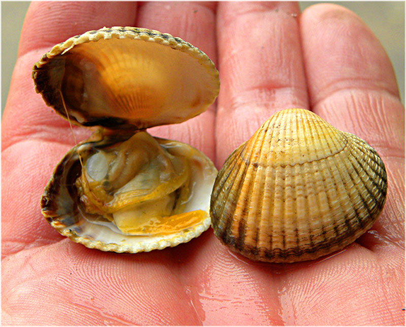 FOTO NATURA HUESCA 2: BERBERECHOS Cerastoderma edule Carl von Linné ...