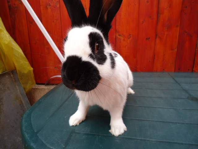 IEPURI DE RASA PURA: PESTRIT URIAS GERMAN(FLUTURE GERMAN)