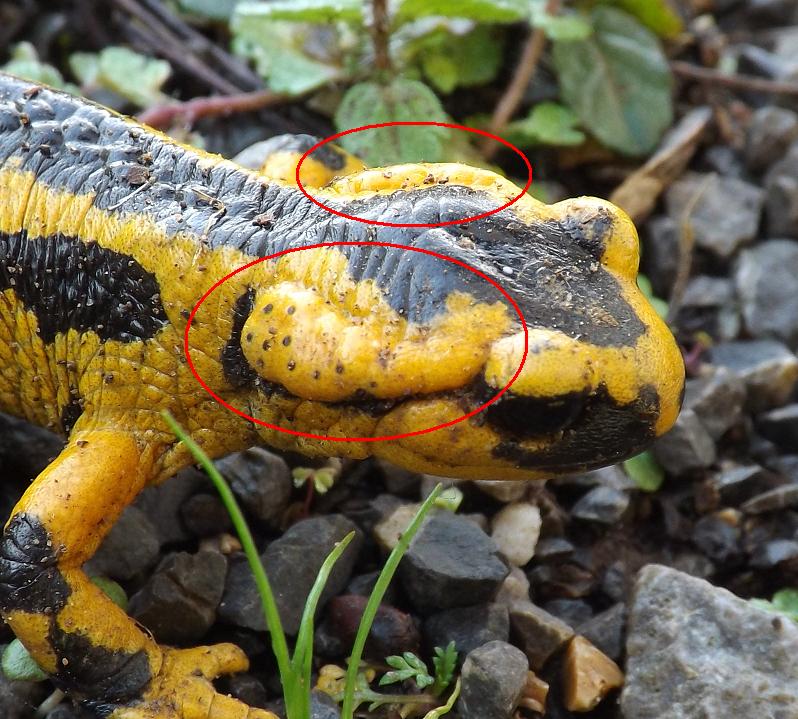 Wild Nature of the Cantabrian Mountains (Spain): Een endemische Spaanse ...