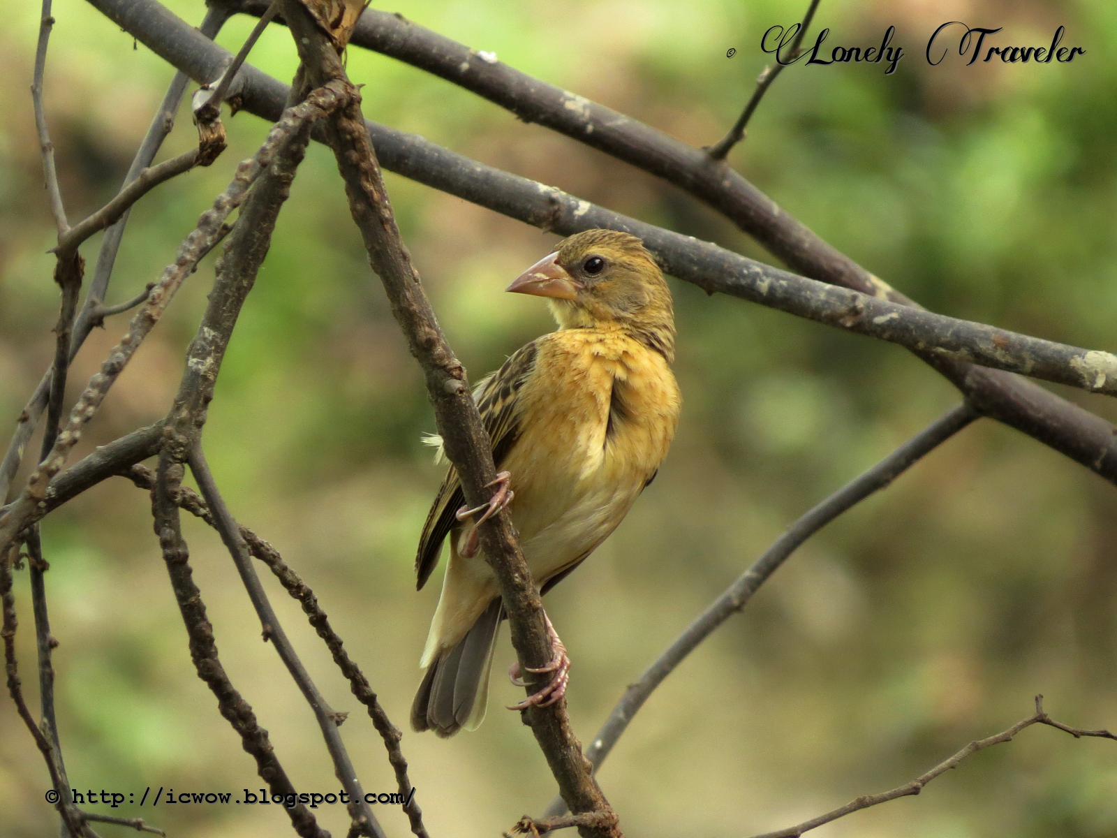 Baya weaver - Ploceus philippinus