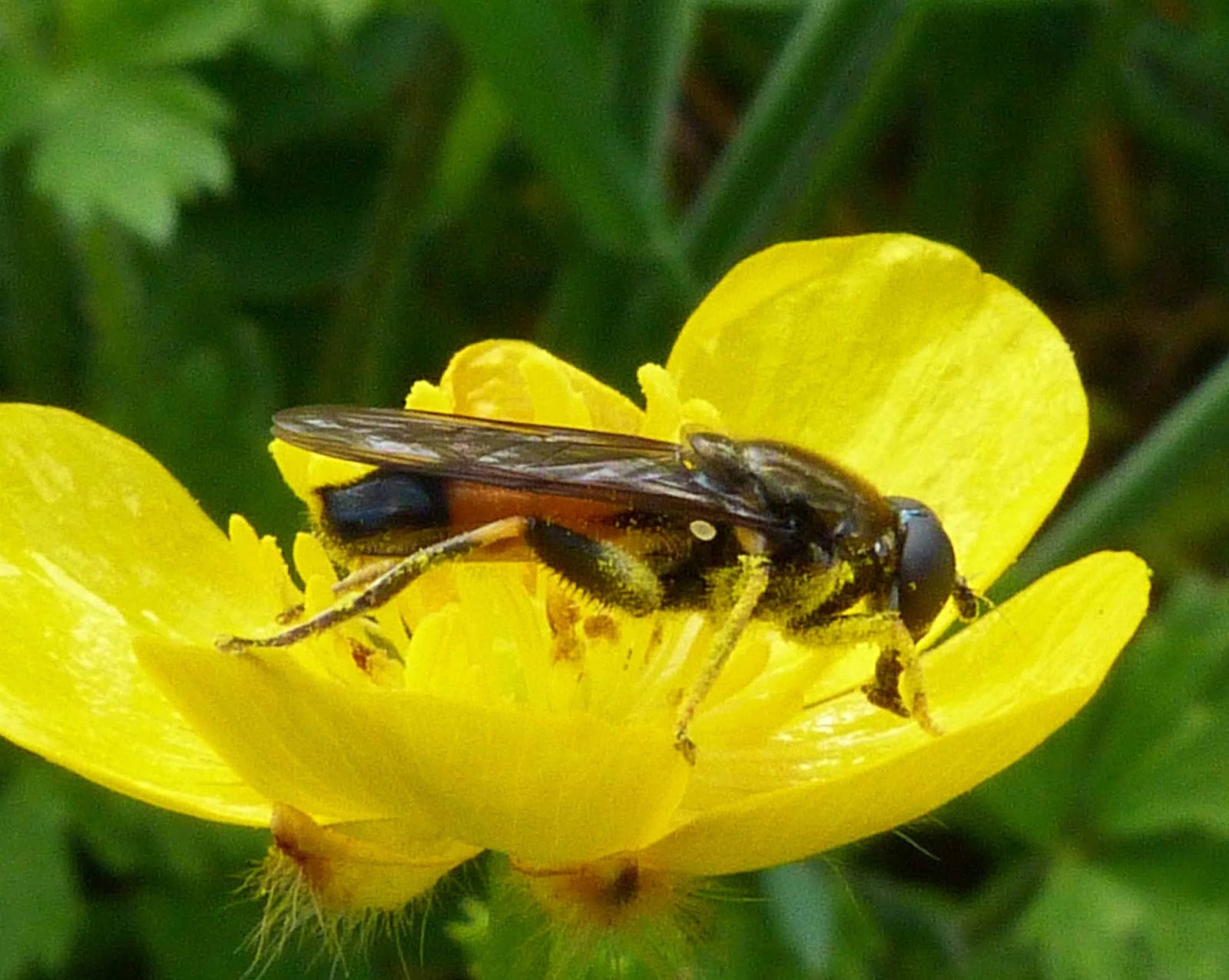 Insects of Scotland: Hoverflies
