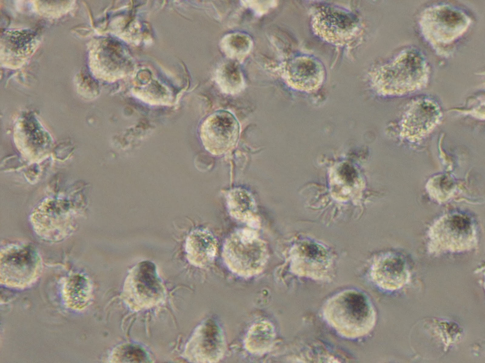 The Ninth Cat: 25 million little cells