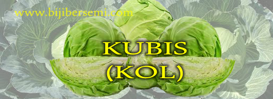 Perhatikan Langkah Ini Sebelum Menanam Kubis (Kol)