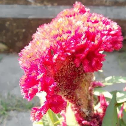 NATURAL & UNIQUE PHOTOGRAPHY: SPIDER ON THE PLUM PLANT FLOWER OR MURGA ...