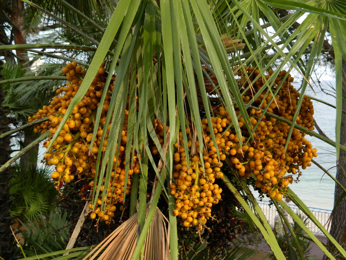LA MULTI ANI, ROMANIA!: Fructe de palmieri in Beaulieu-sur-Mer