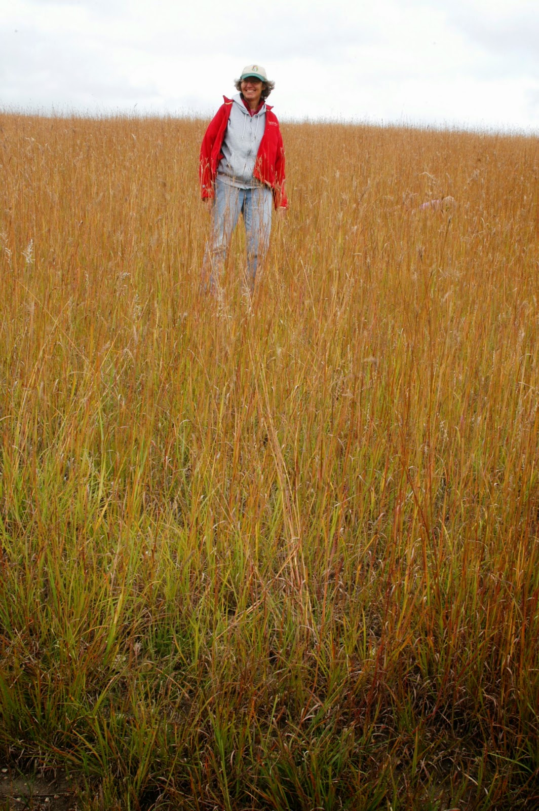 Little Book Worms: Phyllis Root Talks About Writing And Her Upcoming ...