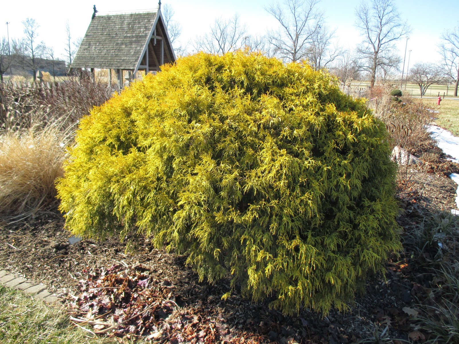 Golden Conifers in Winter - Rotary Botanical Gardens