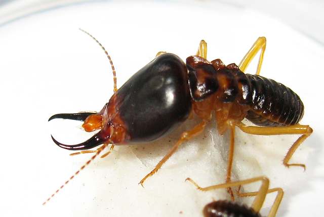 Photos and Info on Ants and Termites of Malaysia: Macrotermes Carbonarius