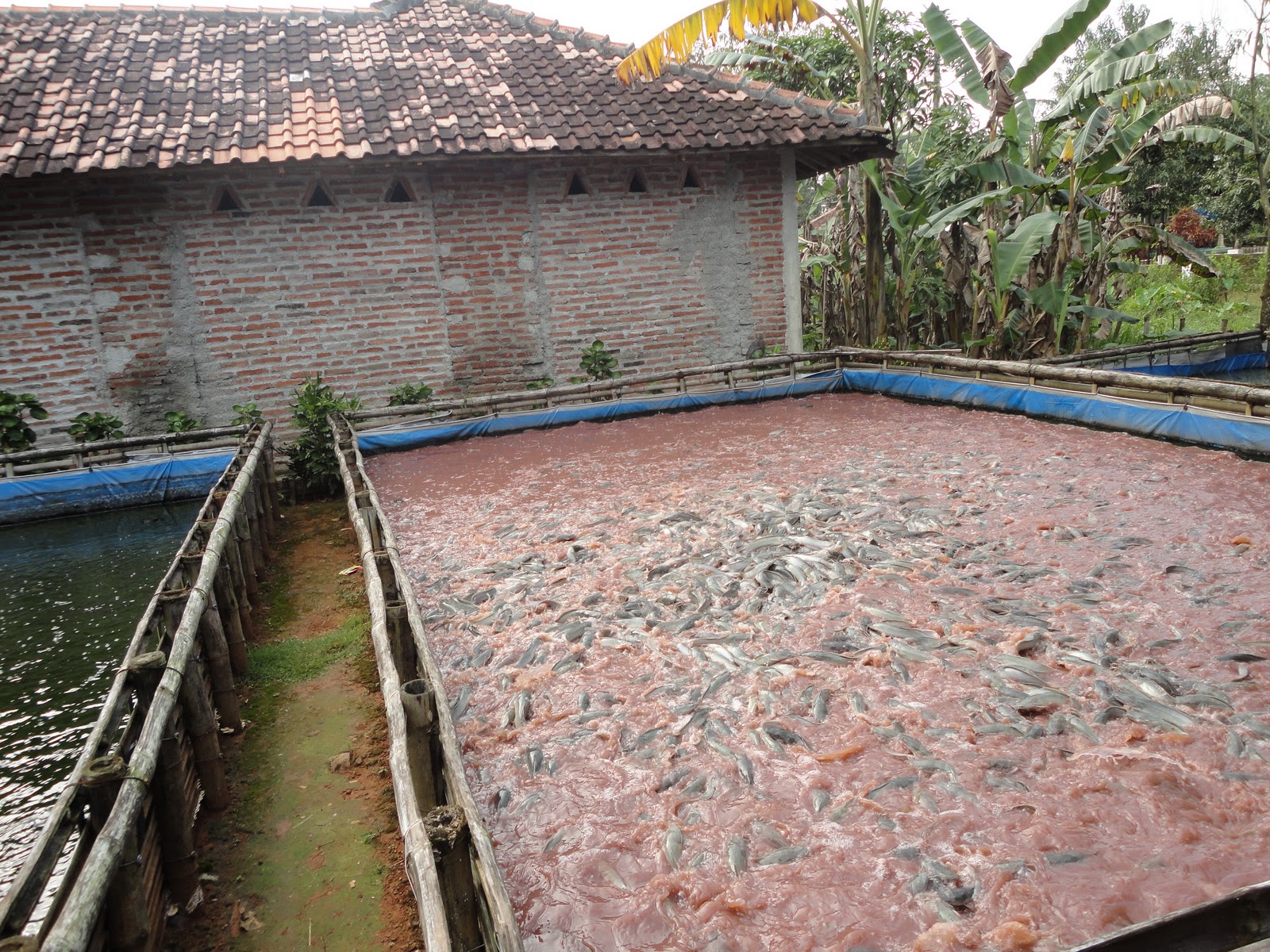 Cara Ternak Sapi: Ternak Ikan Patin