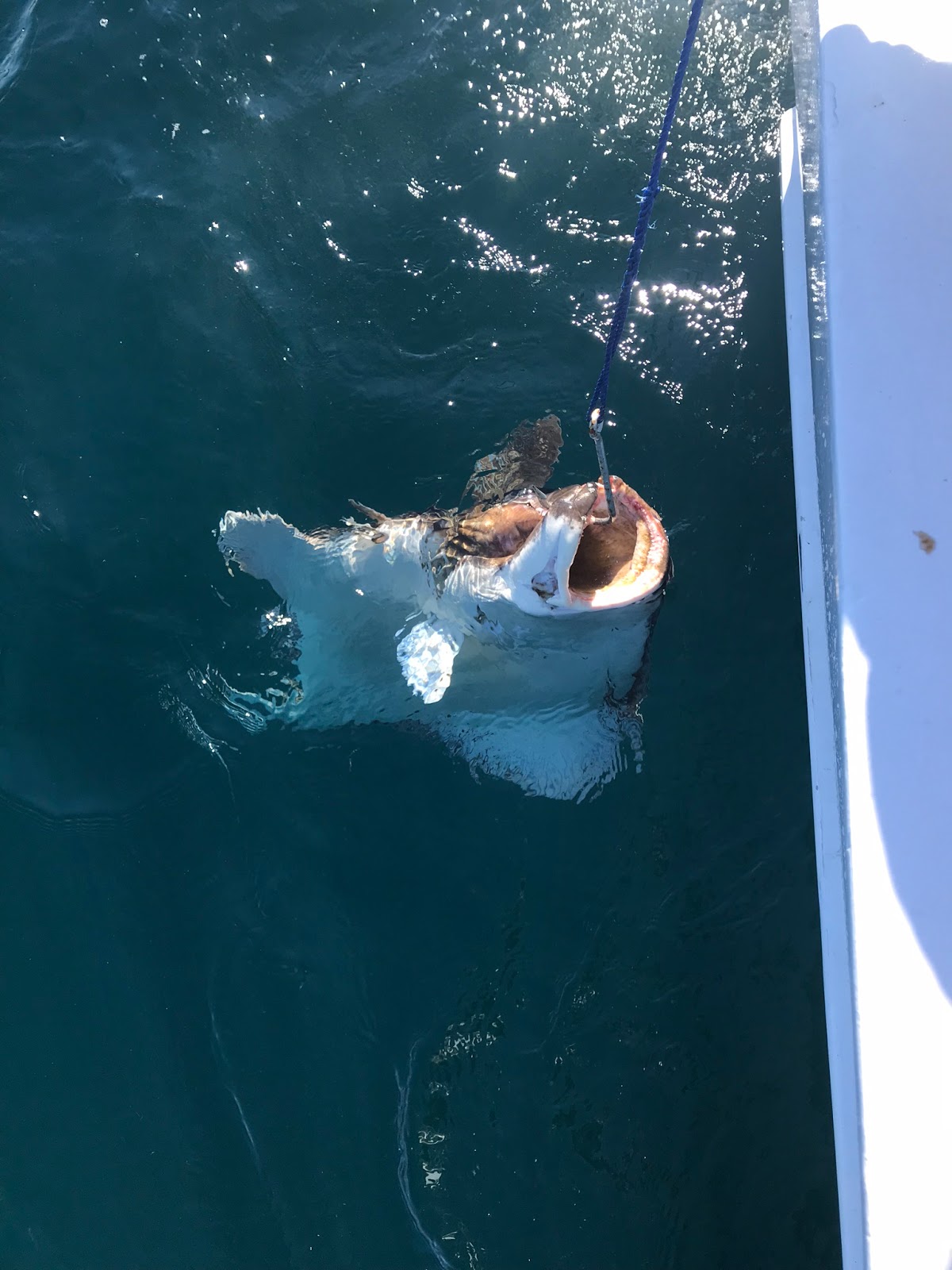 ARCTIC SAFARI - With Mortens halibut page: HALIBUT KINGDOM STILL RULES