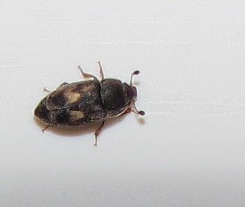 Bug Eric: Beetles from Bones