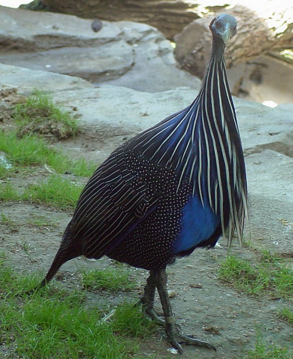 Guinea Fowl | Wildlife | The Wildlife
