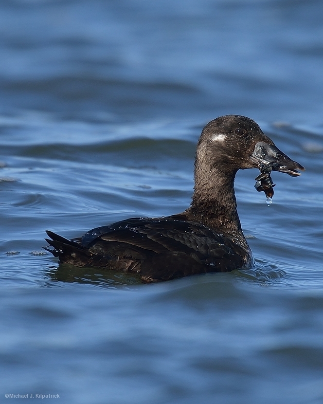View from the Cape: Sea Ducks, Blue Mussels, and Jetties