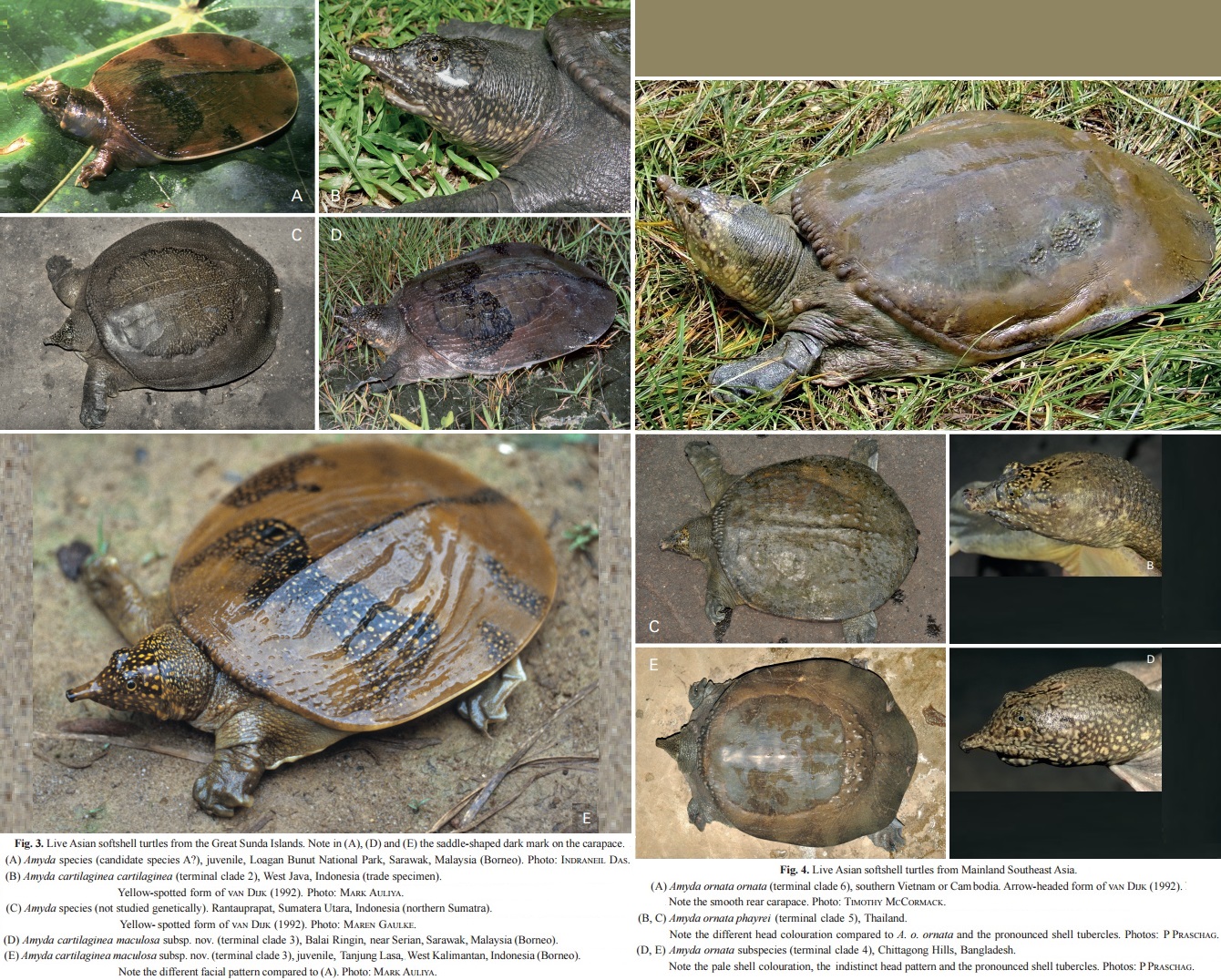 Species New to Science: [Herpetology • 2014] Phylogeography of the ...