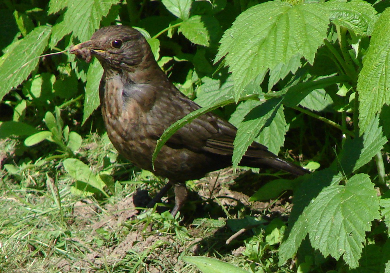 Wiersze lekkim piórem pisane: Drozd