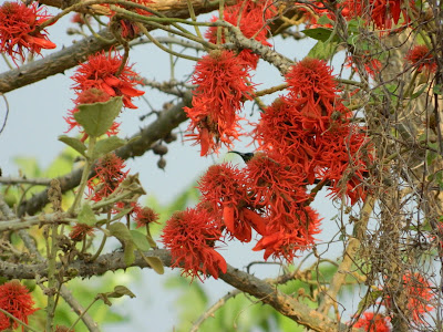 Rwanda on the Wing: If truffula trees were real...